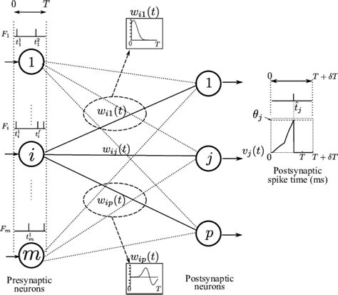 A Sef M Classifier With M Number Of Input Neurons And P Number Of
