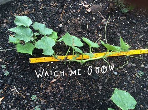 22 Garden Math Ideas You Should Look Sharonsable