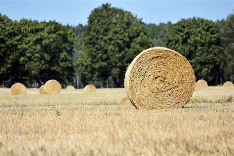 4 무료 짚 뭉치 And 빨대 이미지 Pixabay