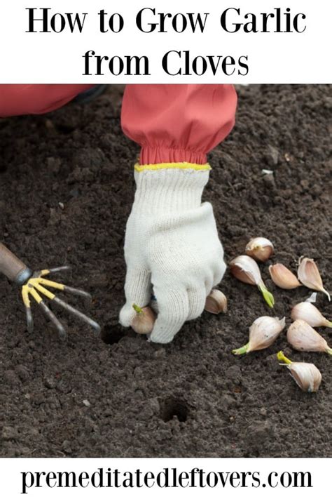 How To Grow Garlic From Cloves In The Garden And In Containers