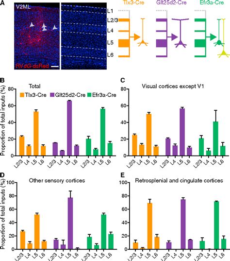 Figure 5 From Three Types Of Cortical Layer 5 Neurons That Differ In Brain Wide Connectivity And