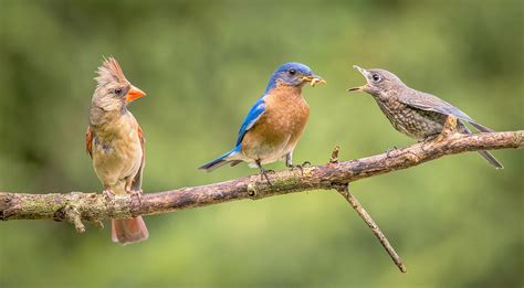 Audubon Bird Series Closes Sept 5 News Sports Jobs Times Observer