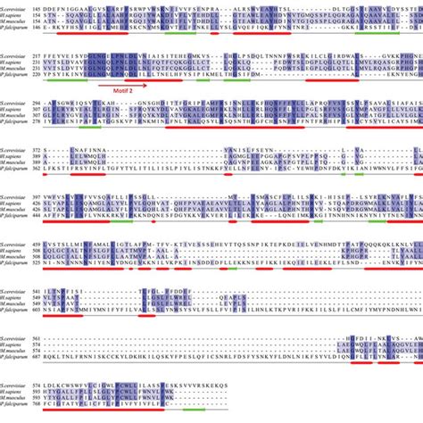 A Schematic Diagram Of The Gpi Lipid Anchor Attachment Signal Of A Download Scientific