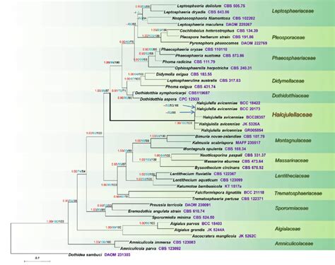 Raxml Tree Based On A Combined Dataset Of Ssu Lsu Rpb2 And Tef1
