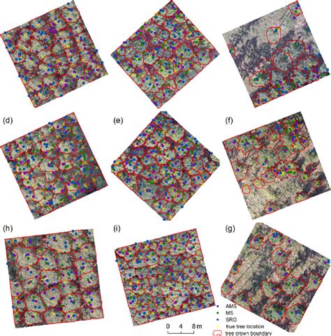 Treetop Detection For The Plots A D And H Are Eucalyptus B Download Scientific