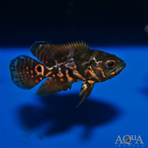Assorted Oscar Astronotus Ocellatus Aqua Imports