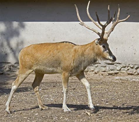 Pere David`s Deer 7 Stock Image Image Of Environment 14512841