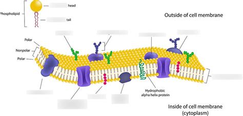 Diagram Of Cell Membrane Diagram Quizlet