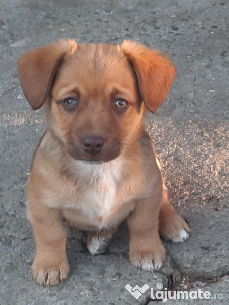 Căței De Curte Talie Mică 10 Lei Lajumatero