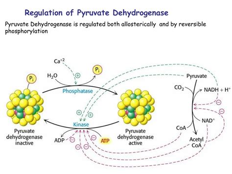 Ppt Citric Acid Cycle Krebs Cycle Tricarboxylic Acid Cycle Tca Powerpoint Presentation Id