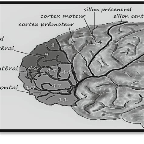 Orbitofrontal Cortex OFC Prefrontal Cortex PFC Region In The Front Download Scientific