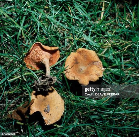 Lingzhi Mushroom Photos And Premium High Res Pictures Getty Images
