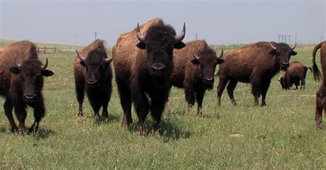 Thirteen Bison Killed In Traffic Accident Near Yellowstone Park Cbs Miami