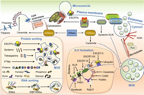 Ev Biogenesis And Cargo Sorting Microvesicles And Exosomes Are Two Download Scientific Diagram