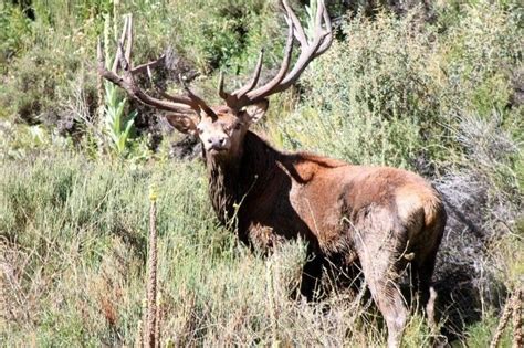 Fe Hosted And Group Hunts — Outrider