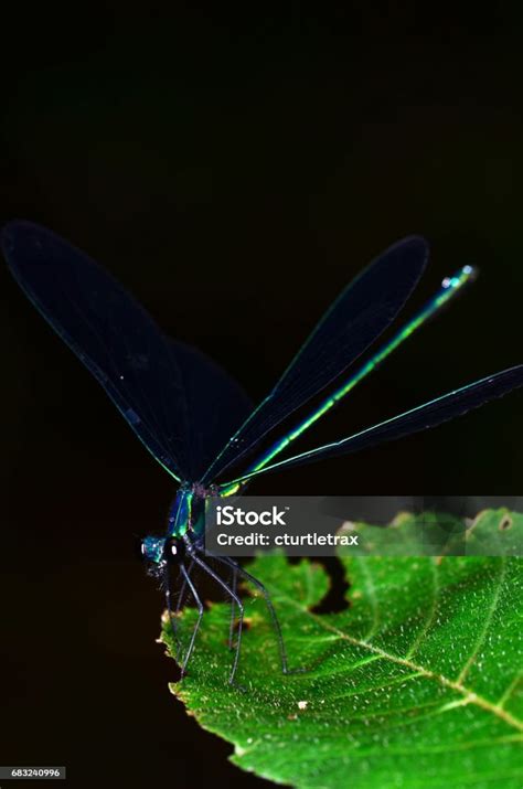 Angled Front View Of Iridescent Green Damselfly With Wings Open Stock