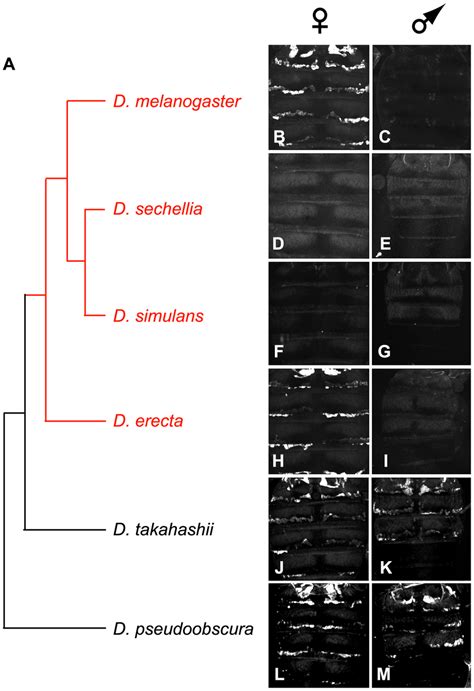 Cis Regulatory Sequence Evolution Governs The Gain Of Female Specific