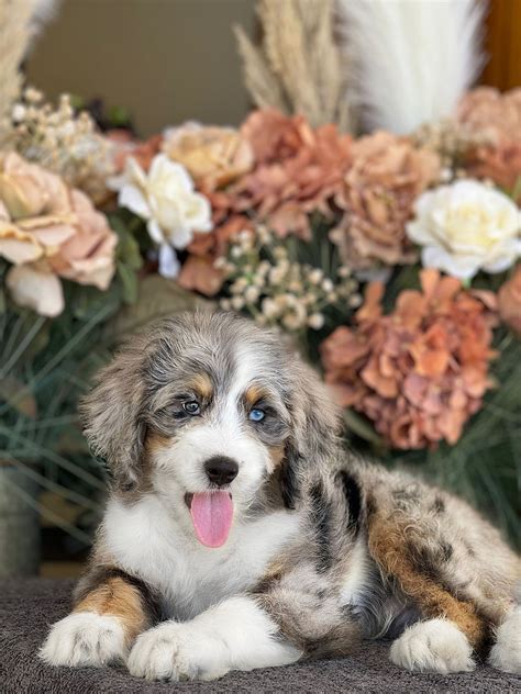 Mini Bernedoodle Macho Merle Mb2 Vendido Los Osos Pr