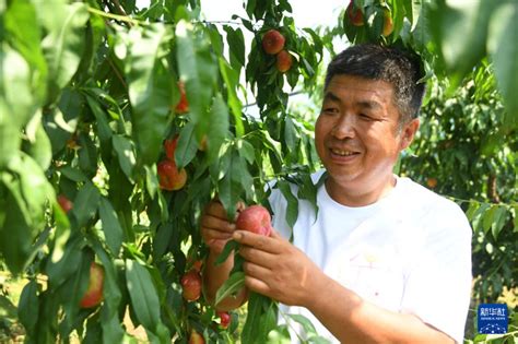 北京平谷进入鲜桃丰收季 陕工网