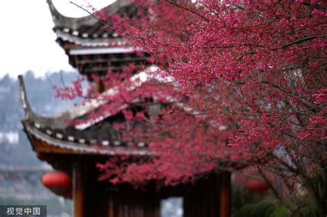 今日雨水：暖风吹拂花枝俏 姹紫嫣红春来报 搜狐大视野 搜狐新闻