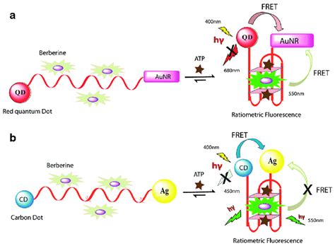 The Forster Resonance Energy Transfer Fret Based Atp Aptasensors A