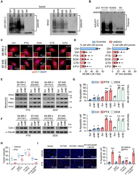 Bag2 Promotes Mutant P53 Aggregates And Increases The Anti Apoptosis Download Scientific