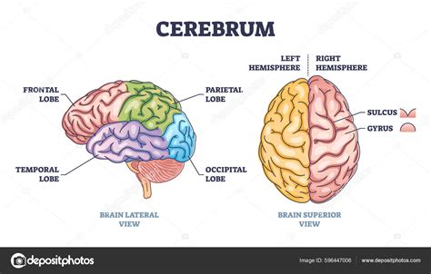 Cerebrum Brain Structure Lateral Superior View Outline Diagram Labeled Educational — ストックベクター ©