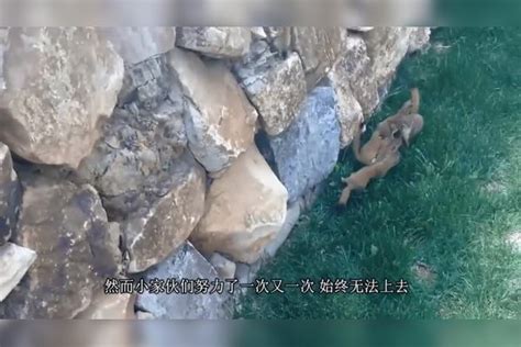 小奶狗上不去台阶，狗妈妈这反应，小奶狗：我是捡来的吧！