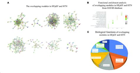 Functional Enrichment Analysis Of Overlapping Modules Between The Download Scientific Diagram