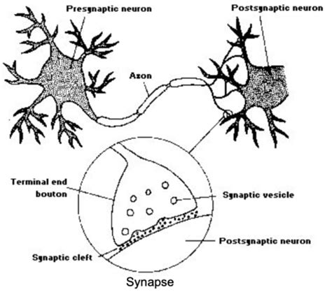 Nervous System Flashcards Quizlet
