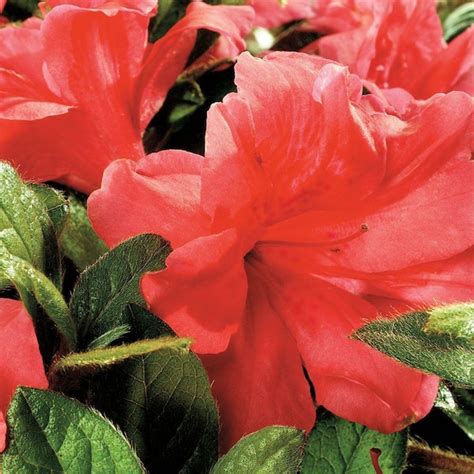 Have A Question About Encore Azalea 2 Gal Autumn Monarch Orange Pink