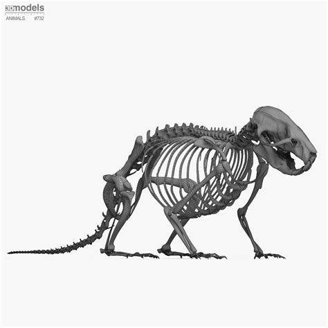 Mouse Skeleton 3d Model Download Mammals On