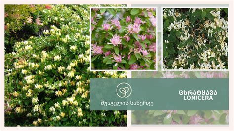 Shuaguli Nursery • შუაგულის სანერგე 🌿 ცხრატყავა ️lonicera დეკორაციულ