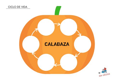 Ciclo Vida Calabaza