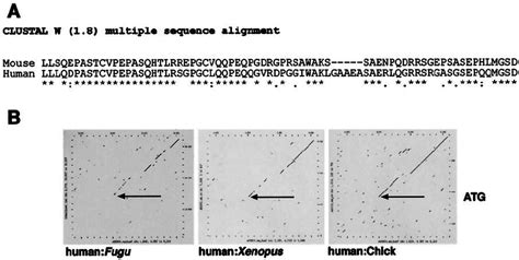 A Clustal W Alignment Of Mouse And Human Wt1 N Terminal Extensions