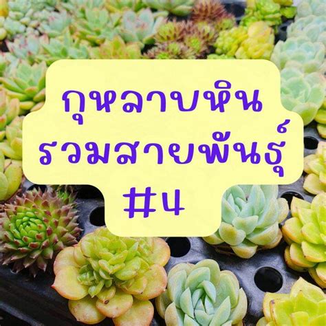 กุหลาบหิน ไม้อวบน้ำ หลากหลายสายพันธุ์ ชุดที่ 4 ส่งแบบตุ้มดิน 5 ซม กุหลาบหินนำเข้า Succulents