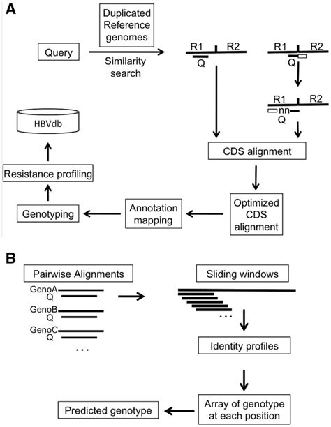 Annotation And Genotyping Processes A The Annotation Procedure