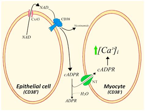 Cells Free Full Text Paracrine Adp Ribosyl Cyclase Mediated