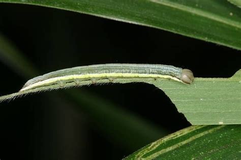 ウスキシャチホコ