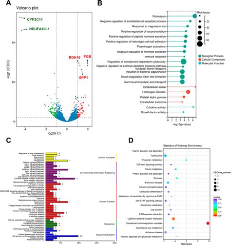 Overview Of Transcriptomic Analysis A Volcano Plot Of Differential Download Scientific Diagram