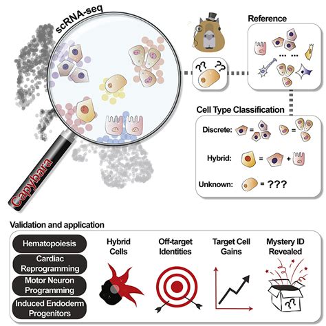 Capybara A Computational Tool To Measure Cell Identity And Fate