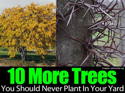 More Trees You Should Never Plant In Your Yard