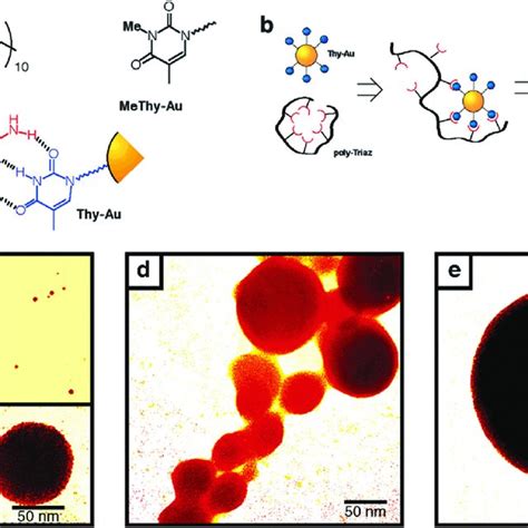 Self Assembly Of Polymer Tethered Gold Nanorods In Selective Solvents Download Scientific