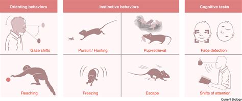 The Superior Colliculus Current Biology