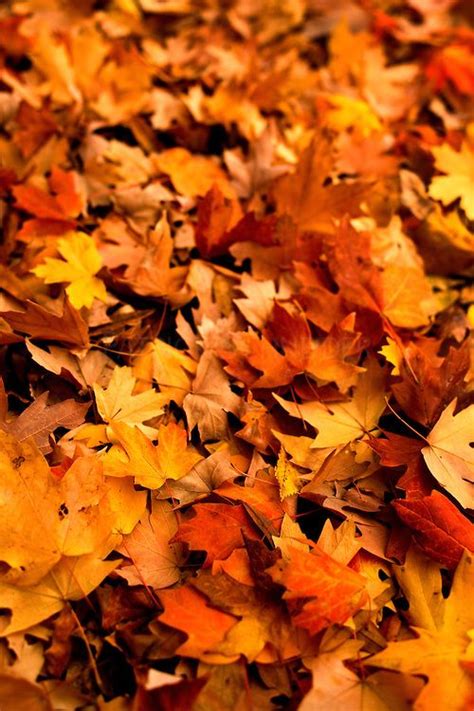 Aesthetic Autumn Leaves Wallpaper