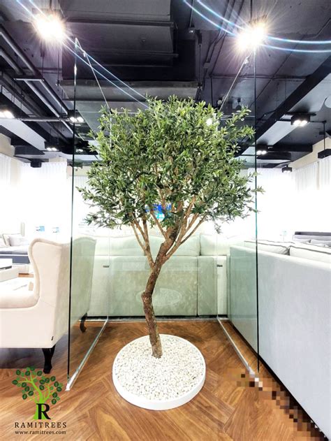 ต้นมะกอกปลอม โอลีฟ Olive Tree แต่งโชว์รูมเฟอร์นิเจอร์ ร้าน Design Delivery Cdc Bkk