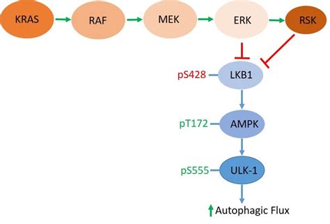 Combination Therapy For Treatment Resistant Pancreatic Cancer Discovery And Innovation At