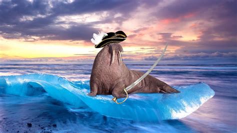 Of Walruses And Women