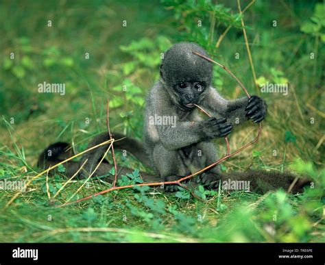 Common Woolly Monkey Humboldts Woolly Monkey Brown Woolly Monkey