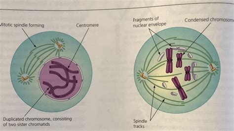 Vocabulary Chapter 8 Cellular Reproduction Flashcards Quizlet